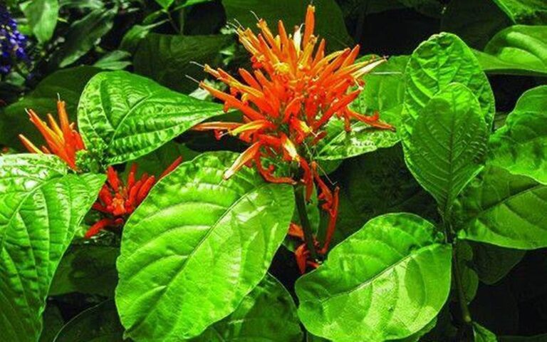 Muicle, una planta medicinal mexicana. - Hola Carolina