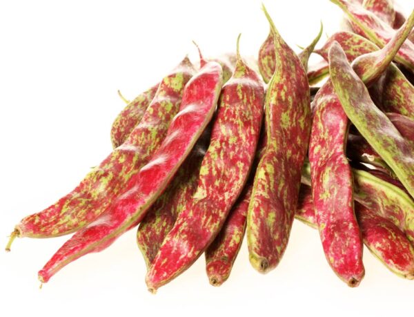 Mezquite, el árbol mexicano multiusos - Hola Carolina