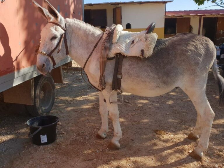 Burro mixteco, la nueva raza de burro 100% mexicana - Hola Carolina