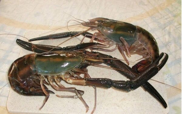 La acamaya el crustáceo de río que es un delicioso manjar prehispánico ...