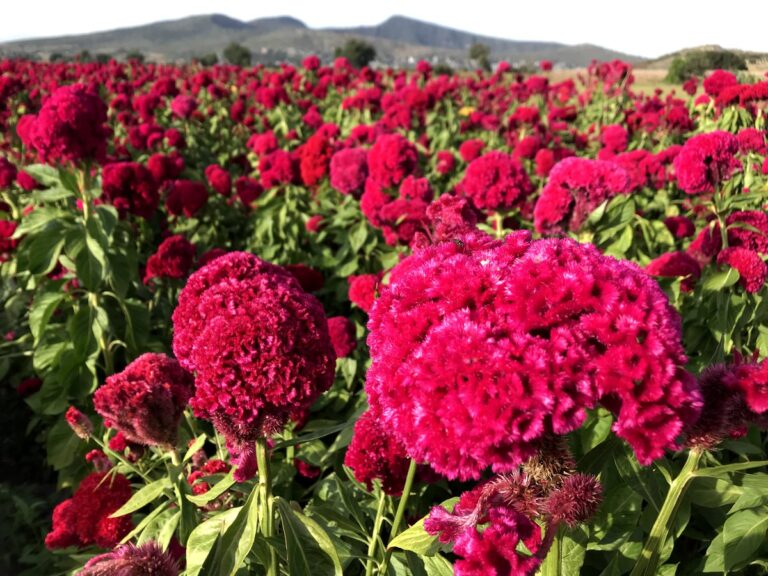 Flores de Día de Muertos, cuáles son y su significado en el altar ...